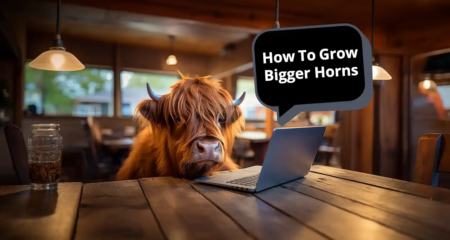 Top Collection Of Highland Cow Memes - Laugh & Share | HCows